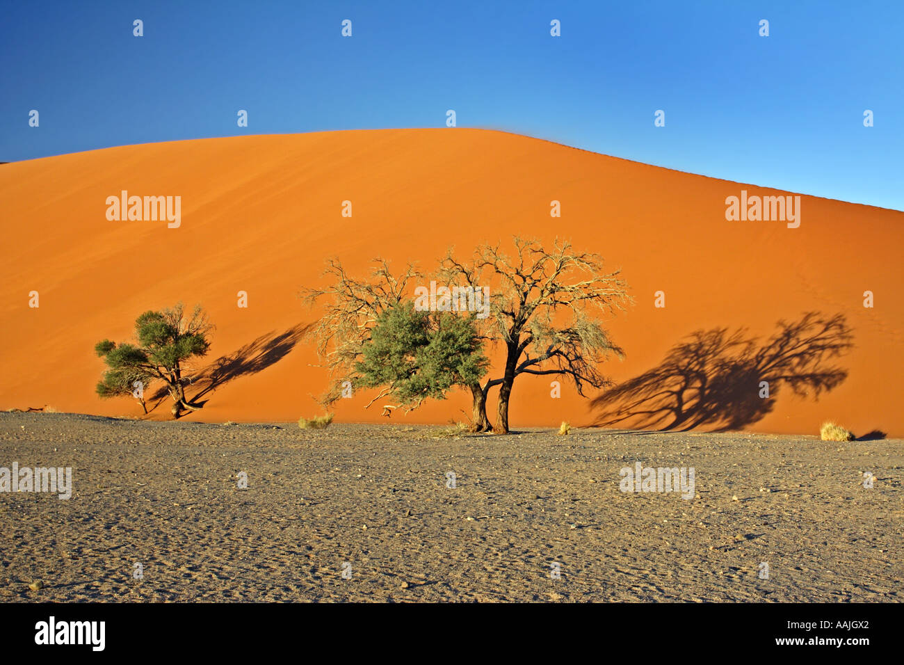 Camel Thorn Tree and Shadows Stock Photo - Alamy