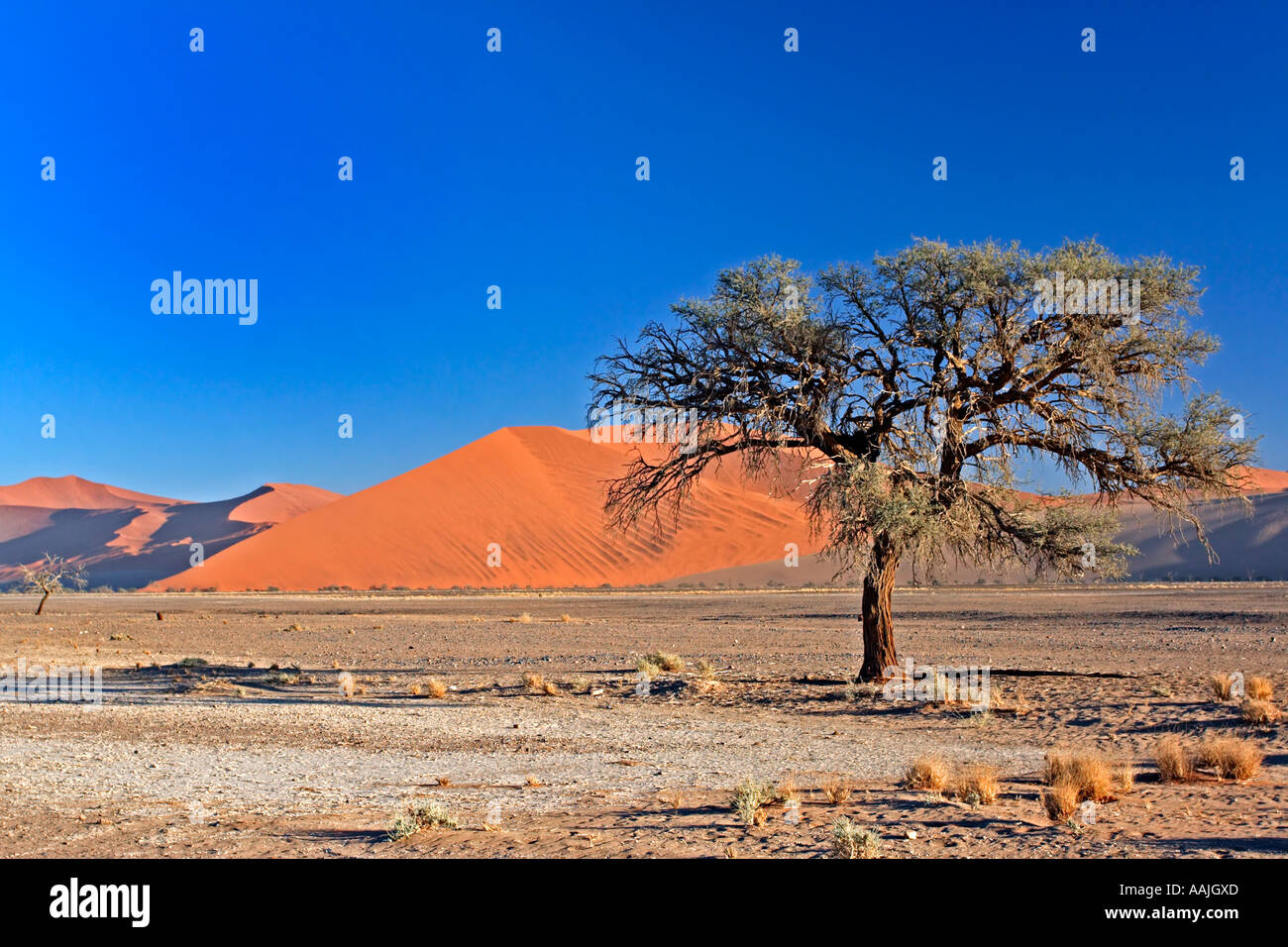 Lonely Camel Thorn Tree in Desert Stock Photo - Alamy