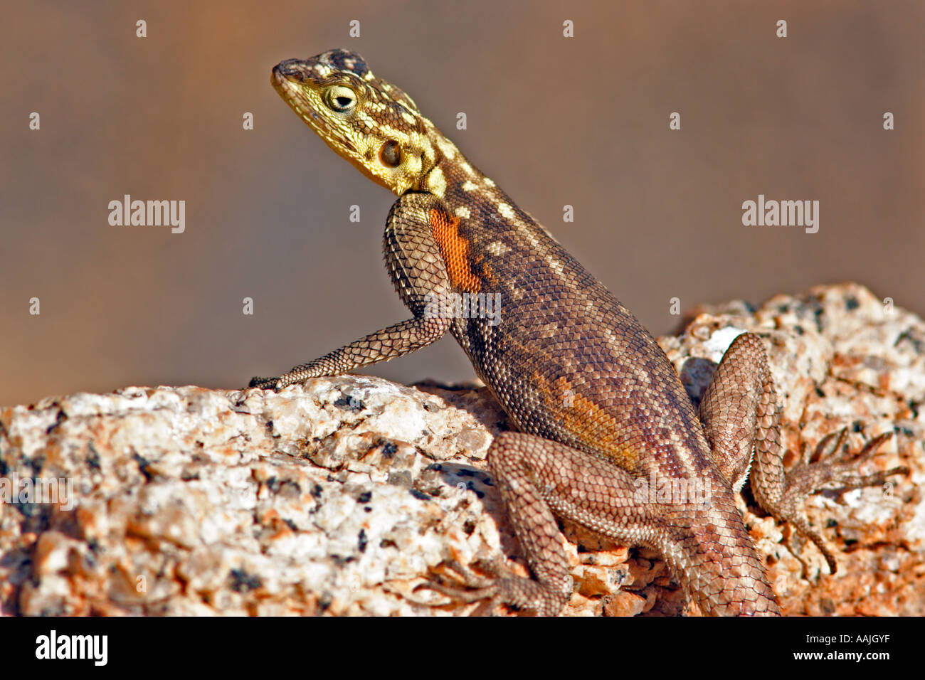 Rock Agama Feale Stock Photo - Alamy