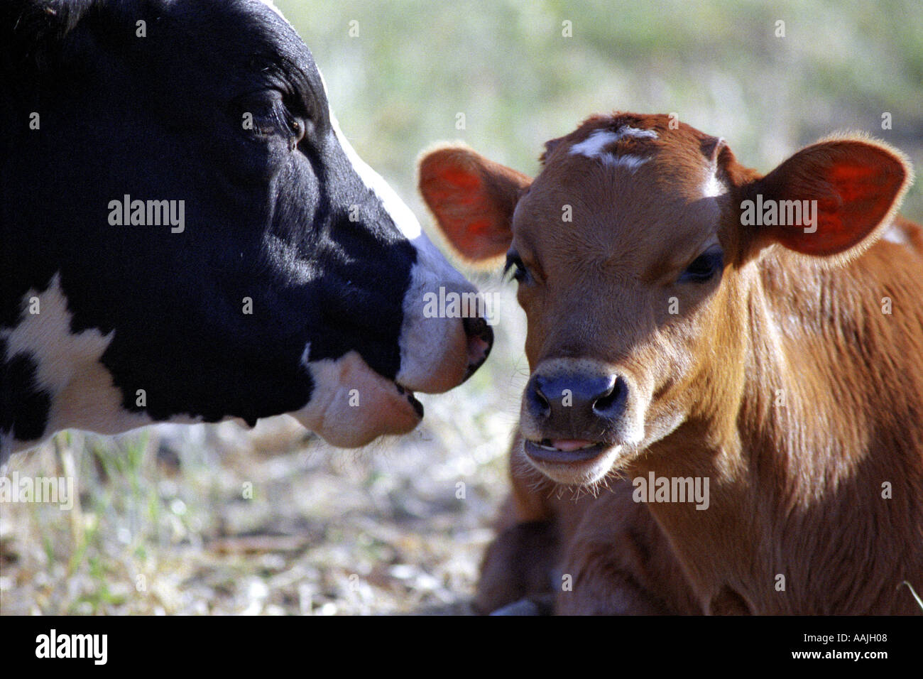 Cow Calf Communicating Stock Photo - Alamy