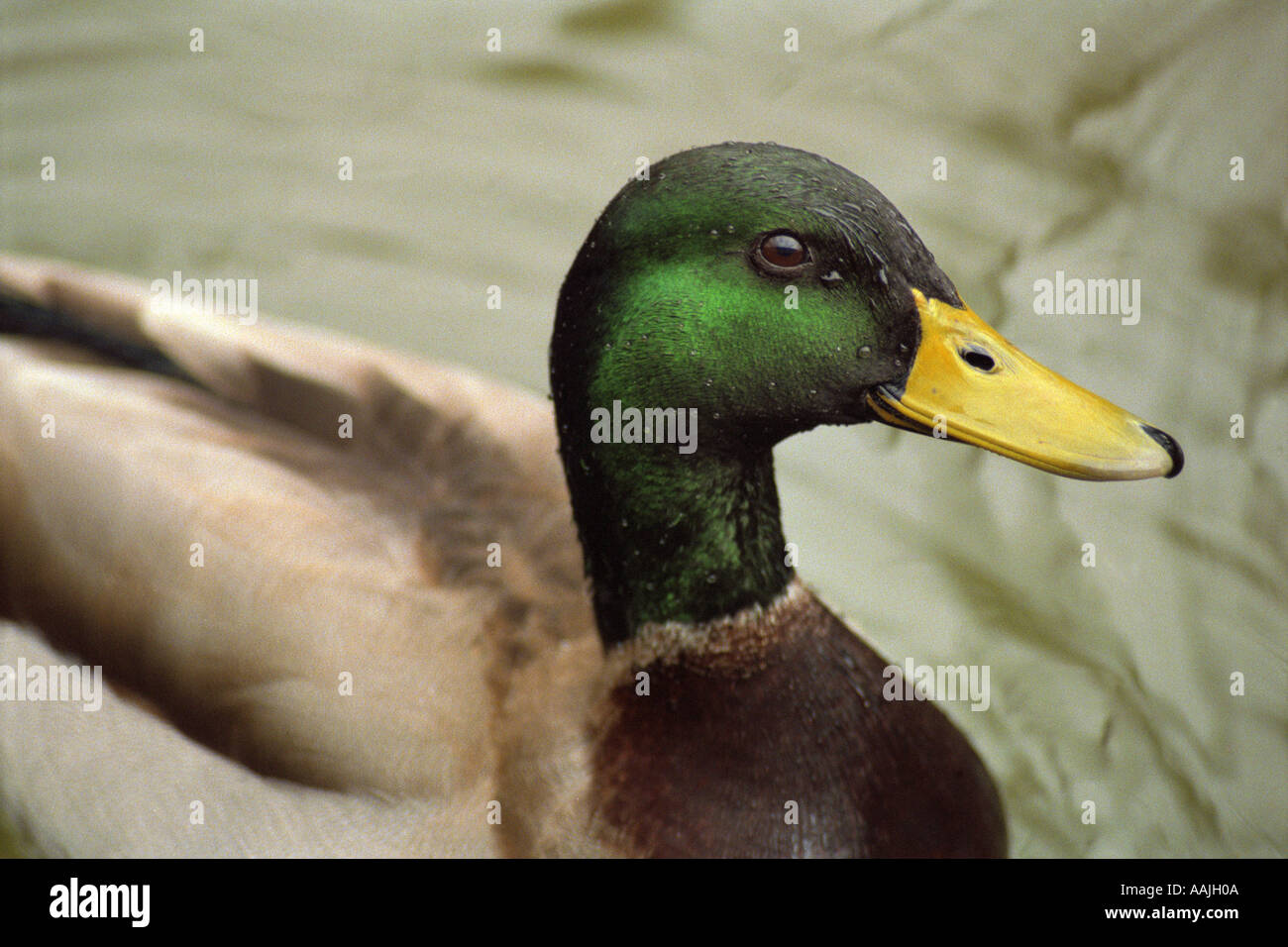Mallard Duck Close up of head Stock Photo - Alamy