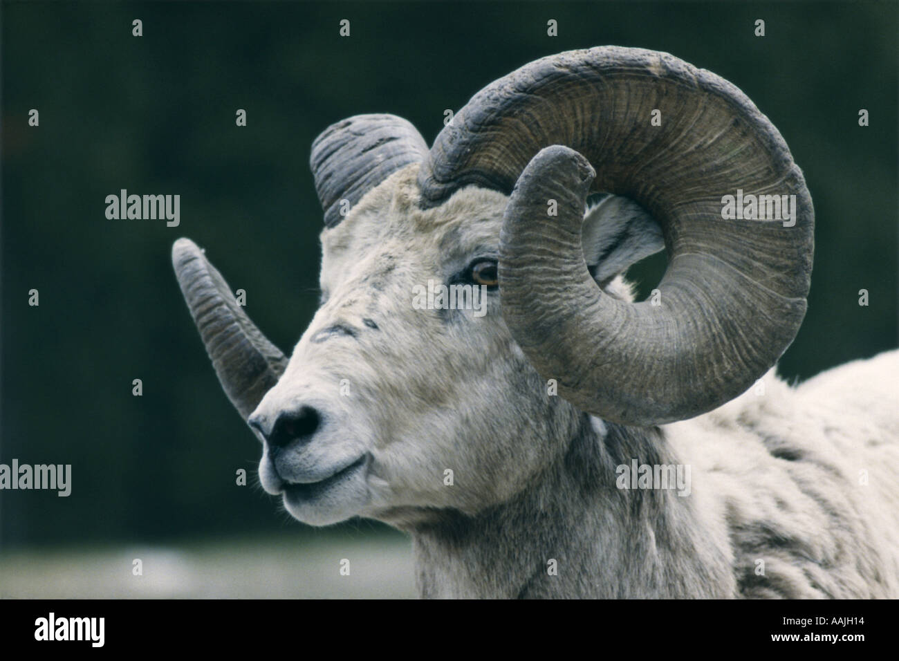Big Horn Sheep Stock Photo - Alamy