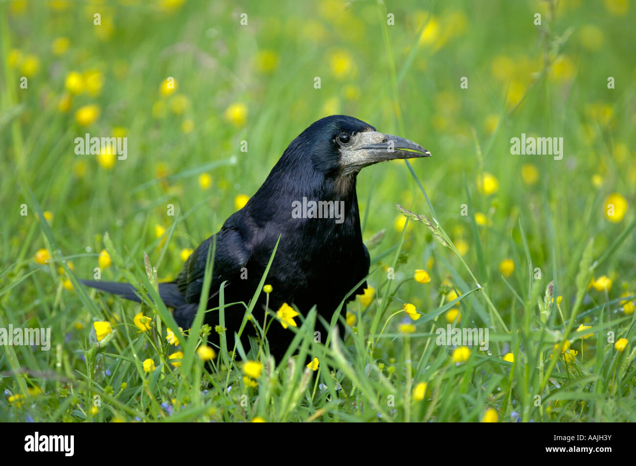 Corvus frugilegus grass hi-res stock photography and images - Alamy