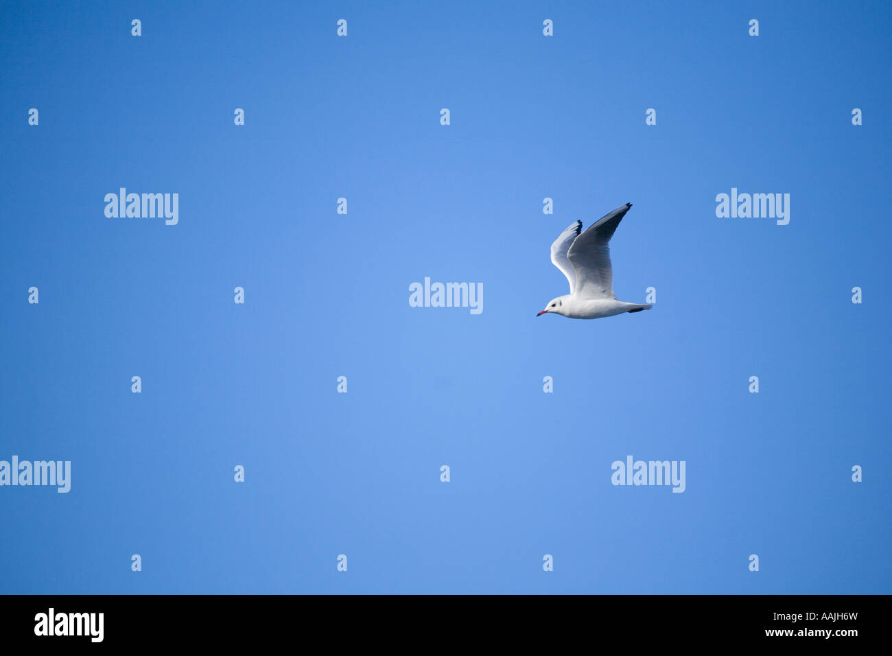 Common Gull in flight Stock Photo - Alamy