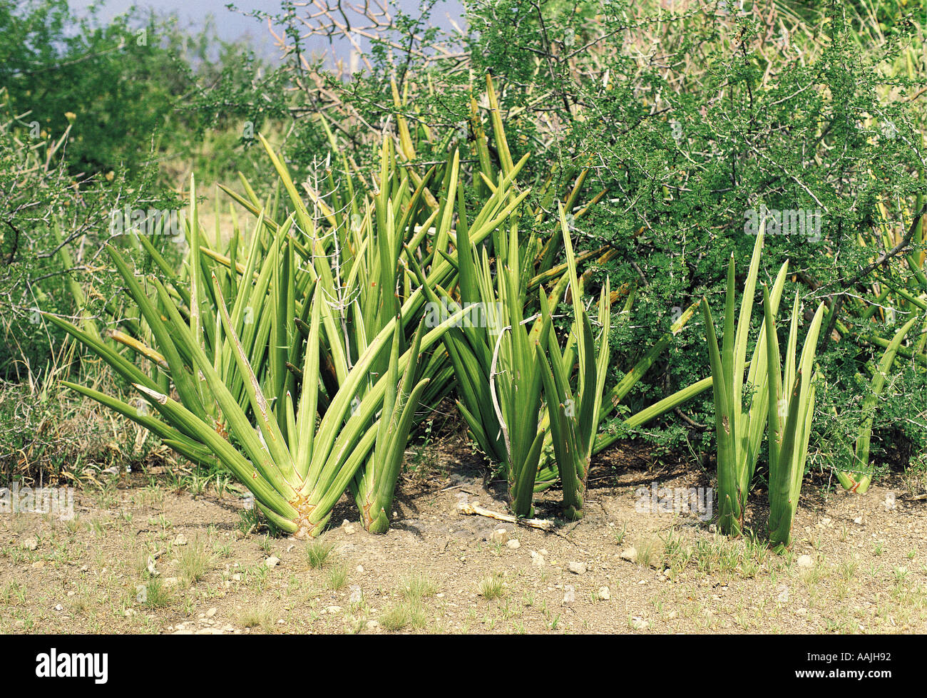 Wild sisal northern Tanzania East Africa Maasai and local people make ...