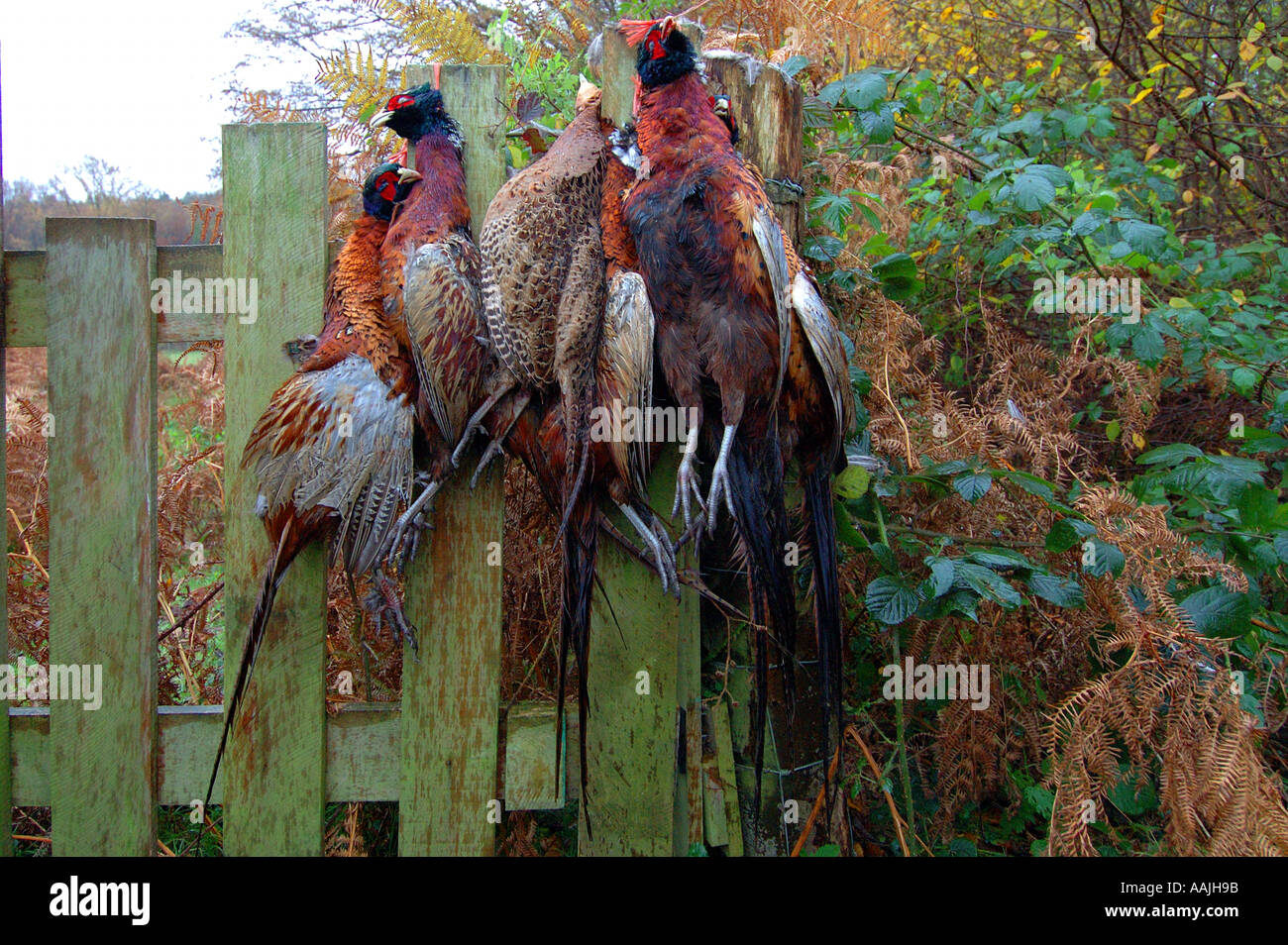 Pheasant on fence hi-res stock photography and images - Alamy