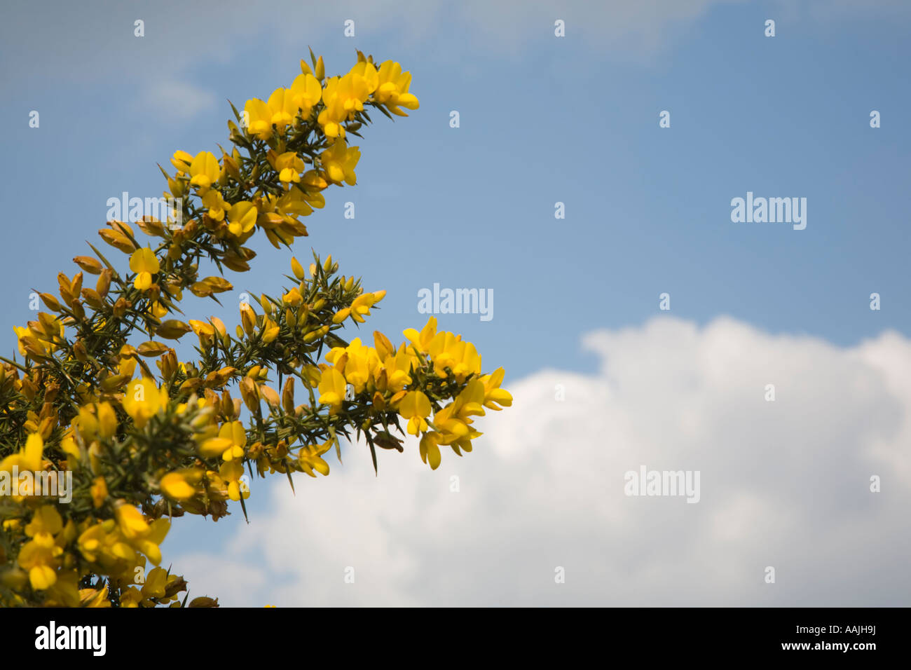 Flowers of Common Gorse Stock Photo - Alamy