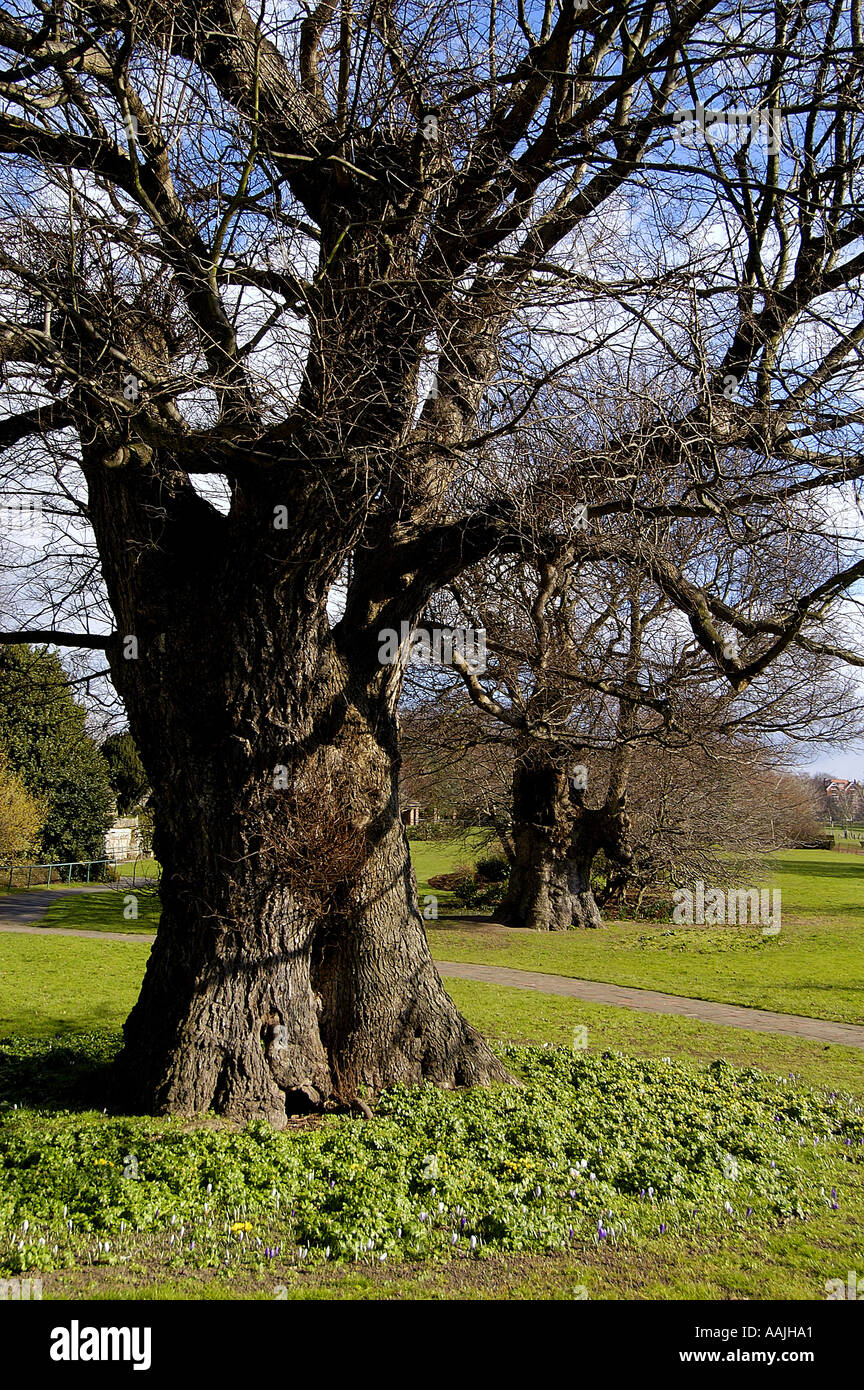 The Preston Park Twins two of Britain s oldest elm trees in Preston ...
