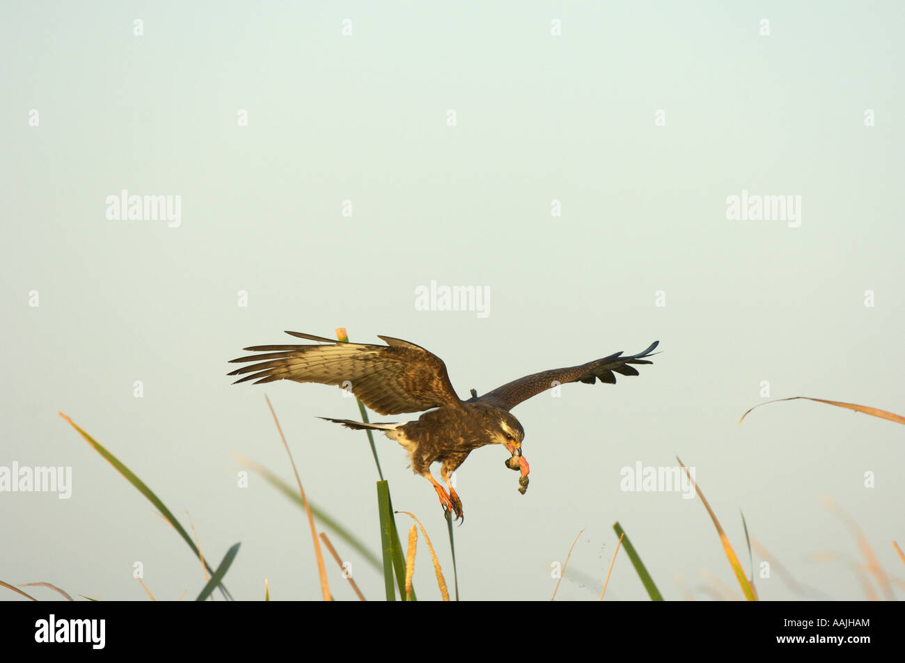 Flying snail hi-res stock photography and images - Alamy