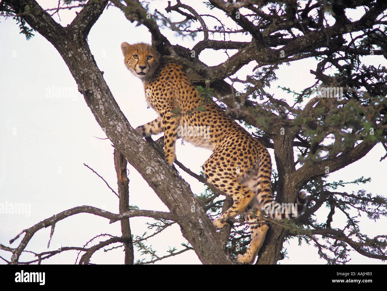Cheetah in tree hi-res stock photography and images - Alamy