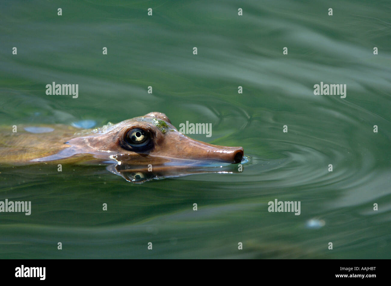 Florida Softshell Turtle Trionyx ferox Florida USA close up of head ...