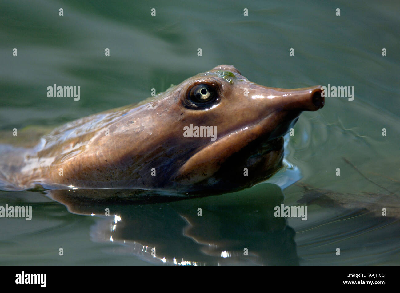 Florida Softshell Turtle Trionyx ferox Florida USA close up of head ...