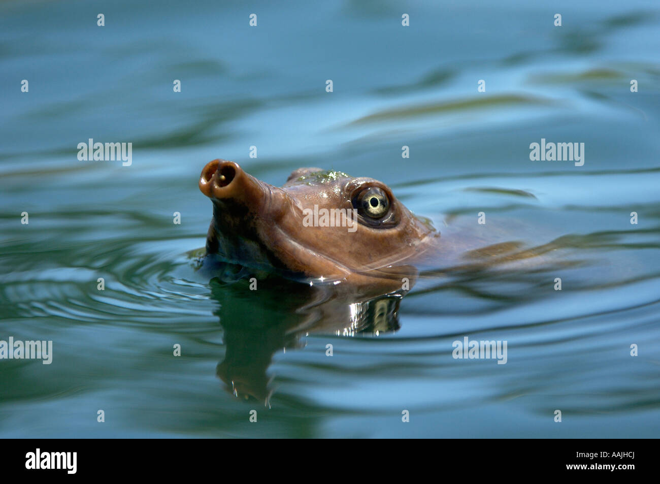Florida Softshell Turtle Trionyx ferox Florida USA swimming head out of ...
