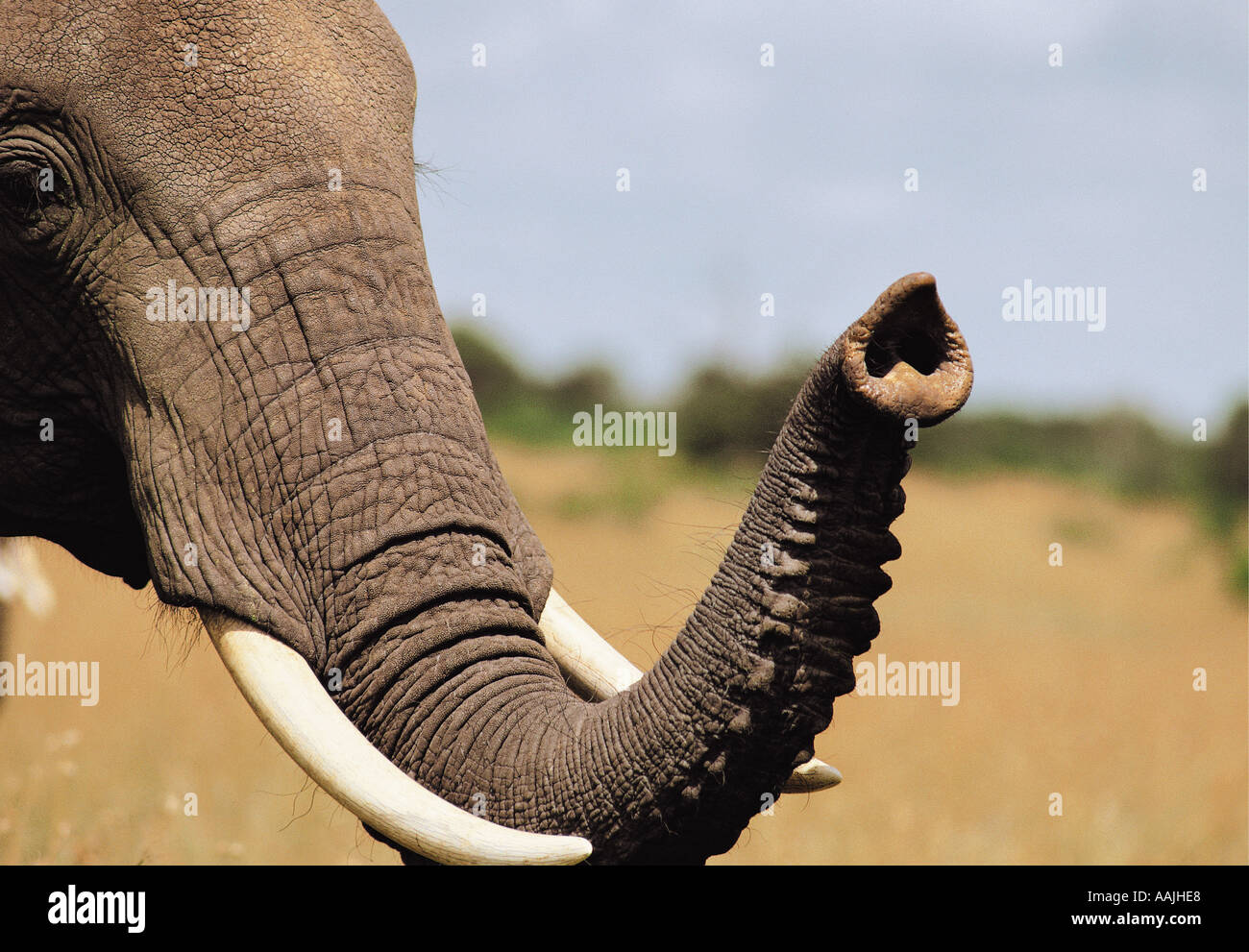 African Elephant Silhouette Trunk Up
