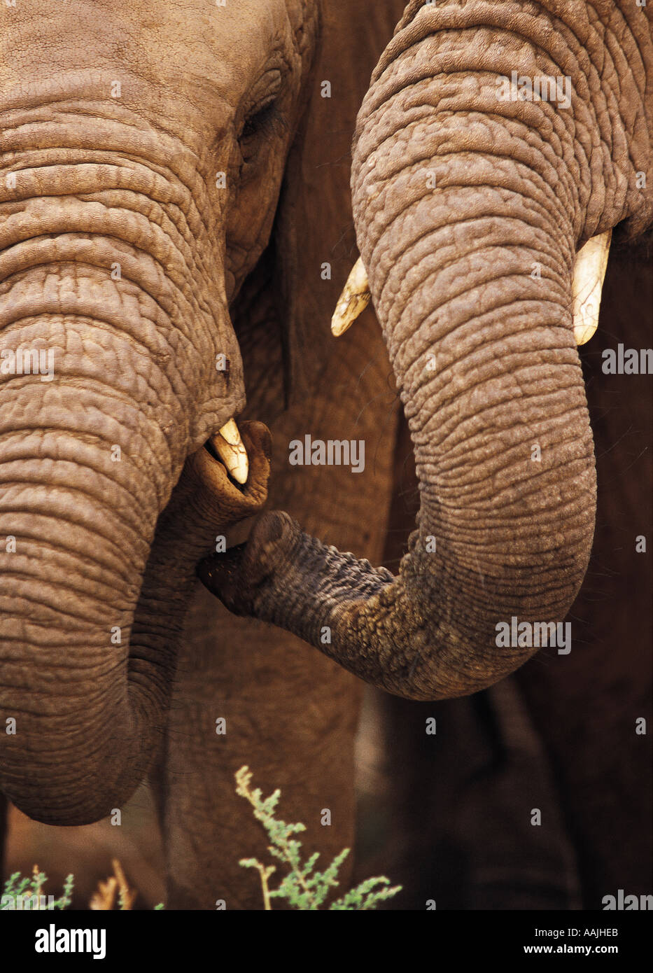 Elephants touching trunks hi-res stock photography and images - Alamy