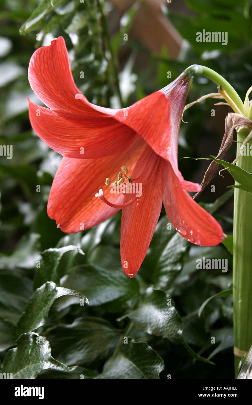 Saskatchewan provincial flower hi-res stock photography and images - Alamy