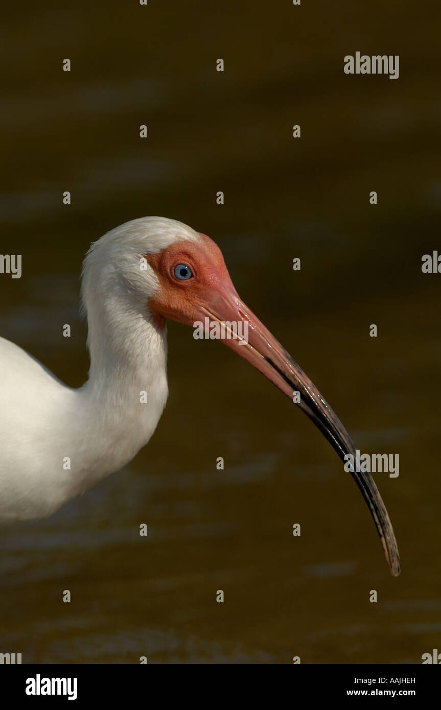 White Ibis Eudocimus albus Florida USA close up of head and beak Stock ...