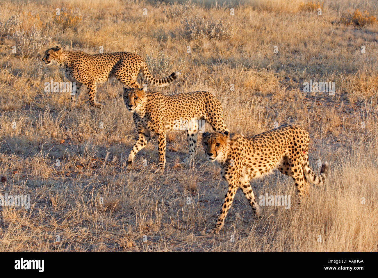 Line of defence hi-res stock photography and images - Alamy