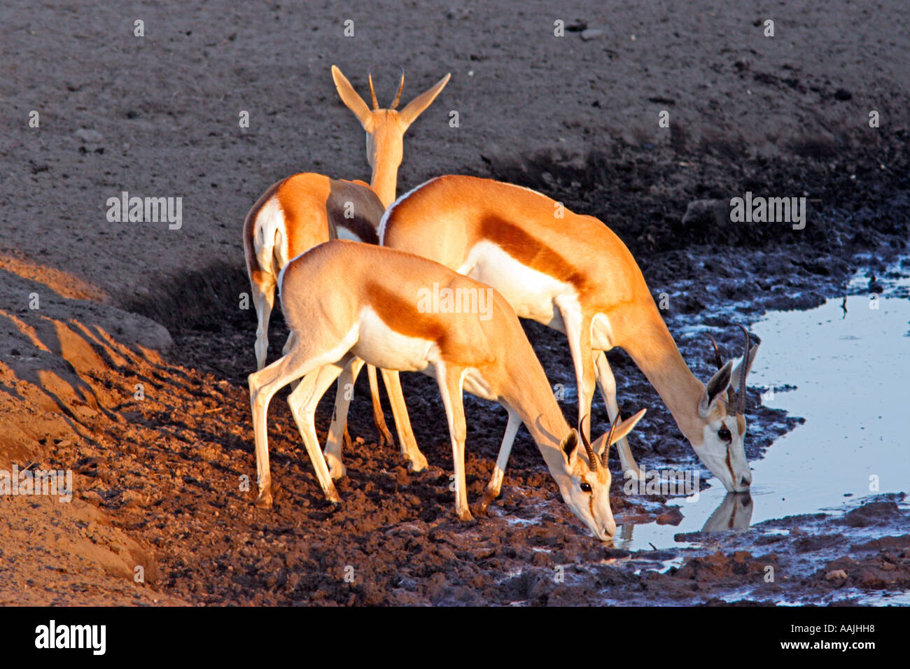 Springboks by sunset hi-res stock photography and images - Alamy