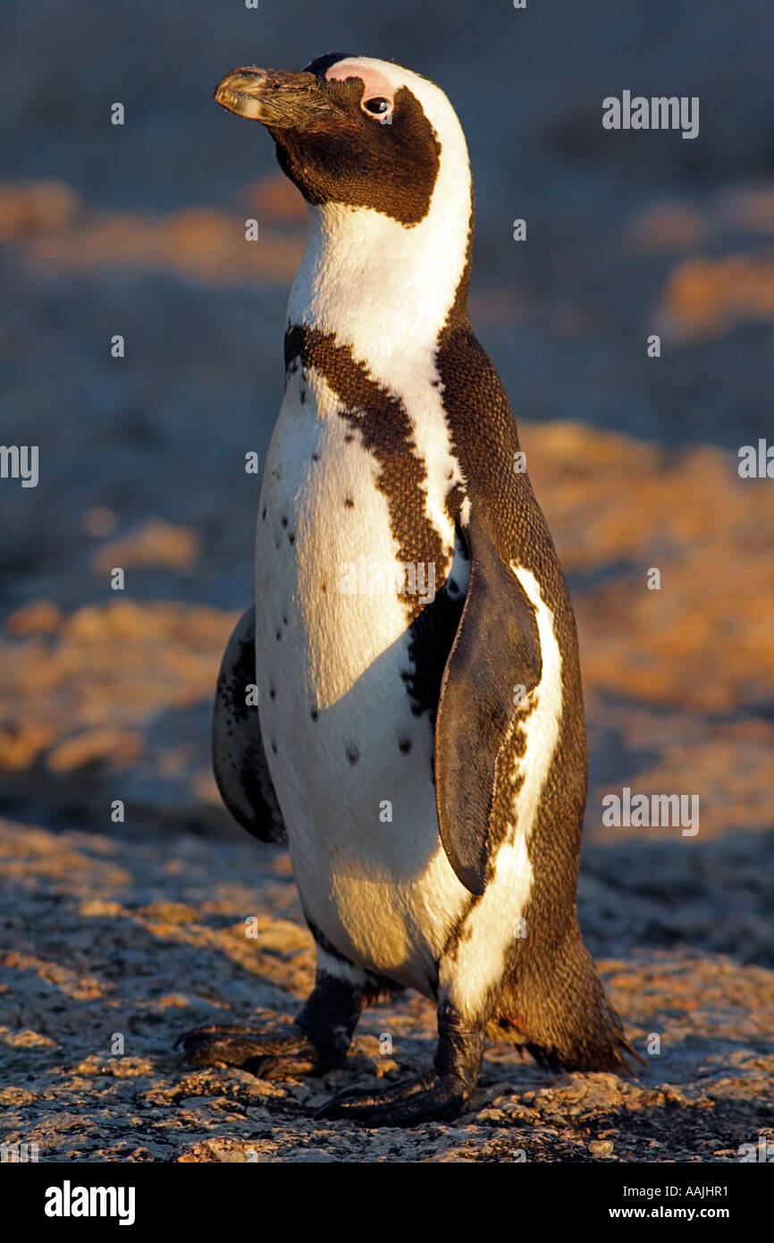 Jackass Penguin in Profile Stock Photo - Alamy