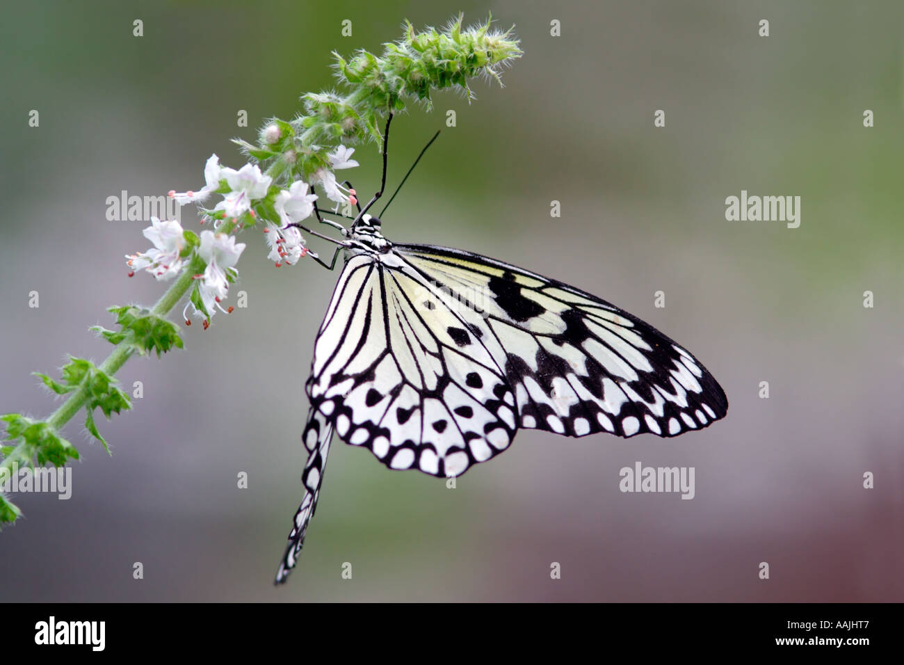 Large Tree Nymph Stock Photo - Alamy