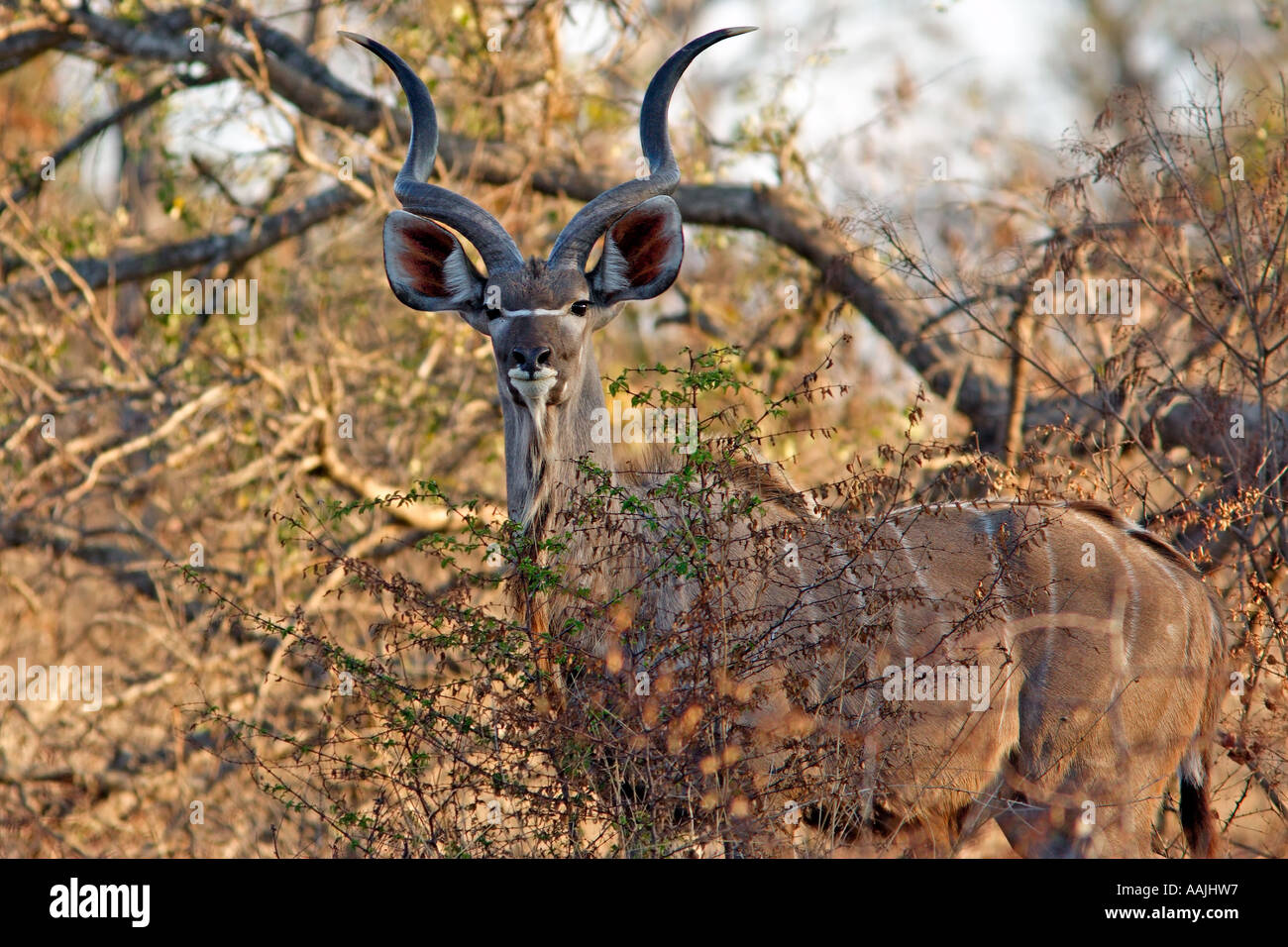 Kudu tragelaphus hi-res stock photography and images - Alamy