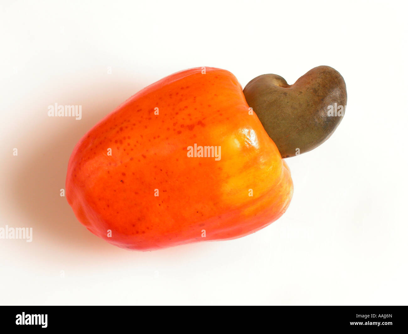 Cashew fruit (Anacardium occidentale) close up Stock Photo - Alamy