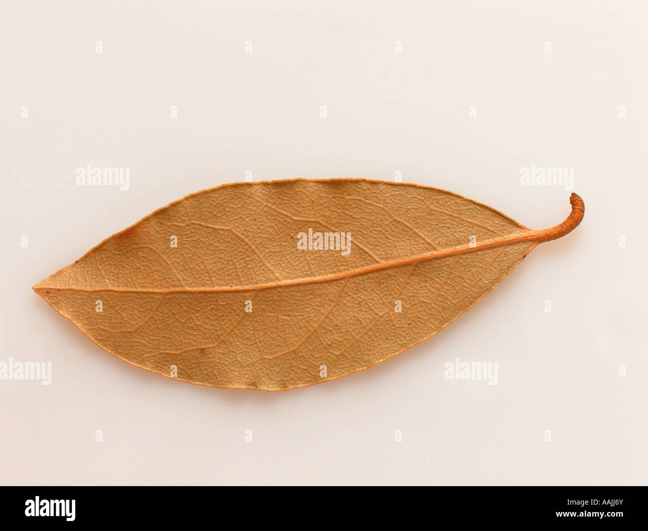 White laurel leaf hi-res stock photography and images - Alamy