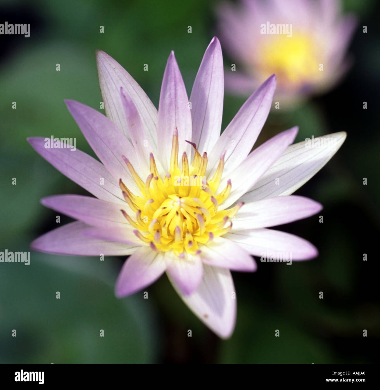 Purple blue lotus flower close up Nymphea Stock Photo - Alamy