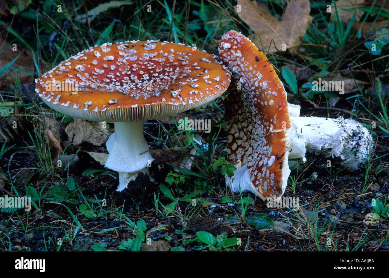 False death cap mushrooms hi-res stock photography and images - Alamy