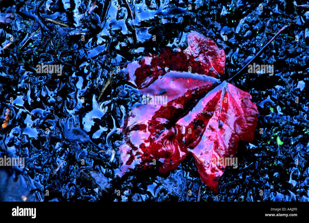 Wet Maple Leaf Stock Photo - Alamy