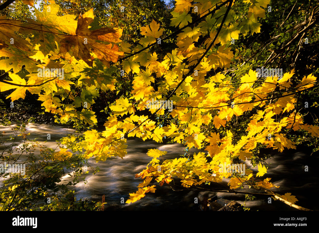 Autumn Splendor in Puntledge Park, Courtenay, Vancouver Island, B.C ...