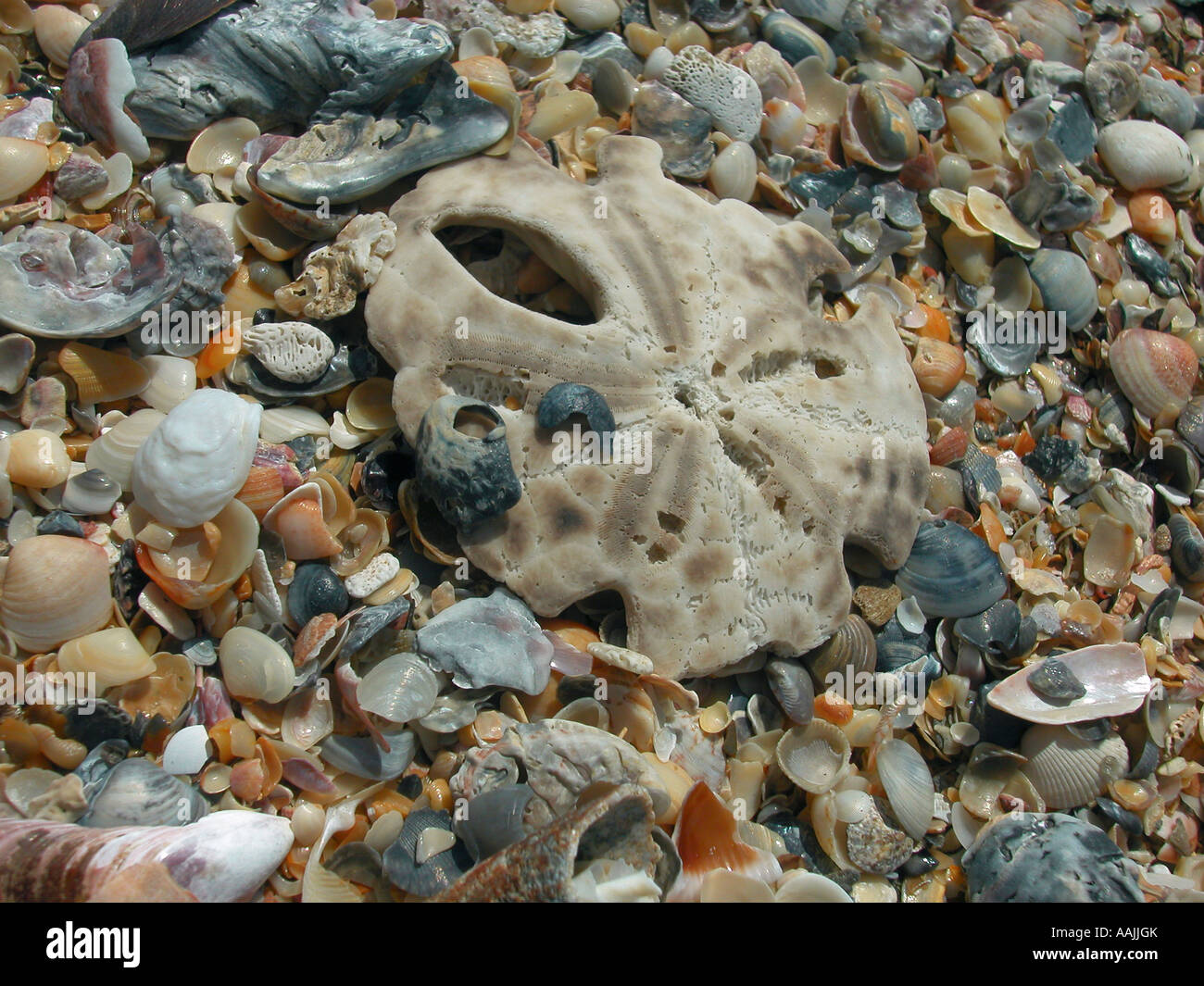 A mosaic of shell pieces Stock Photo - Alamy