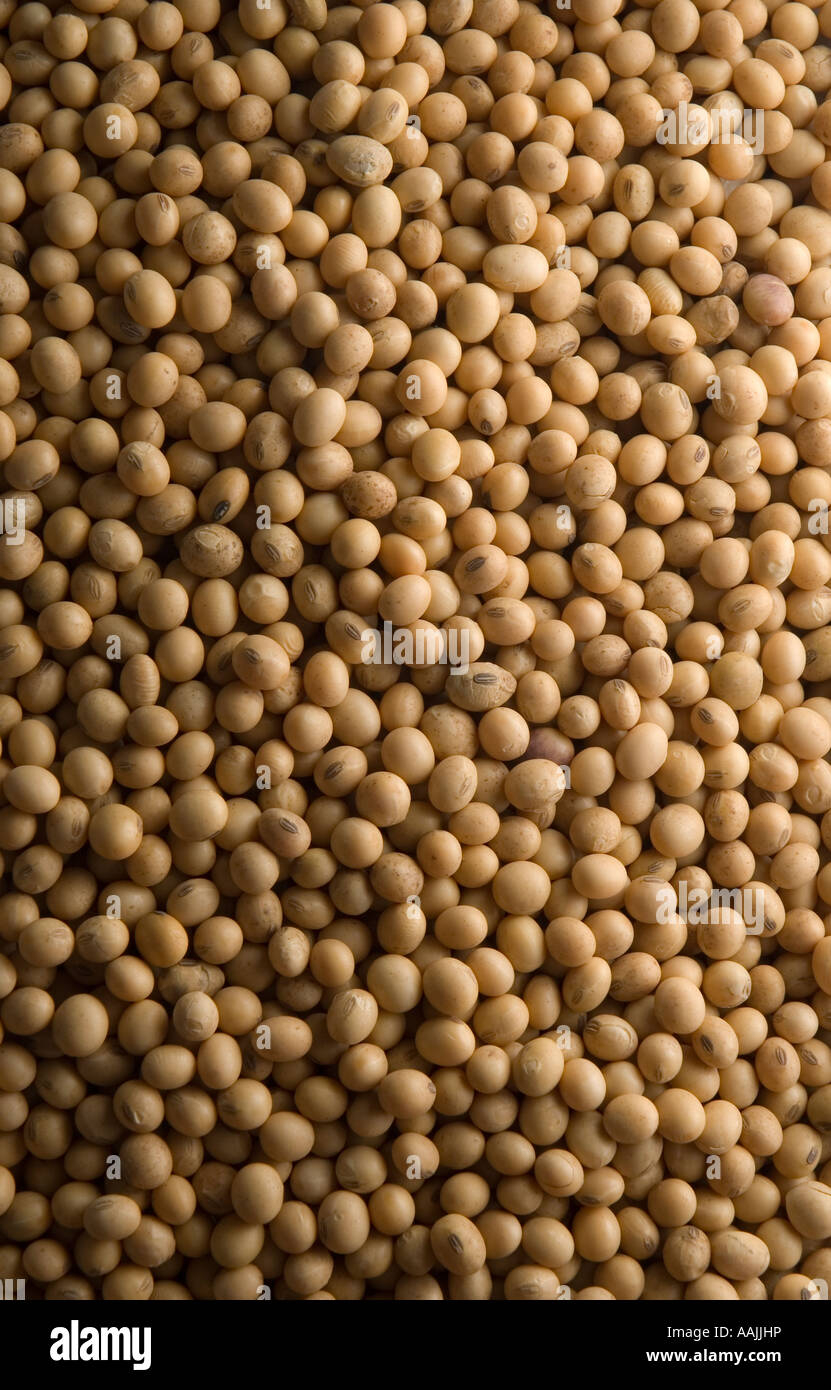 soybeans , close up Stock Photo - Alamy