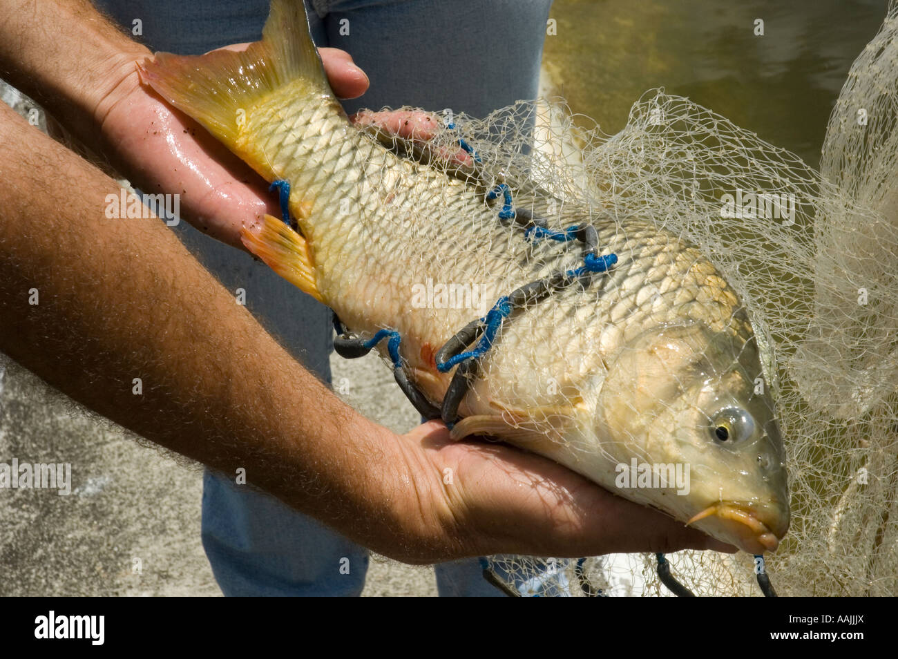 man holding Common carp on a fish farming Stock Photo - Alamy