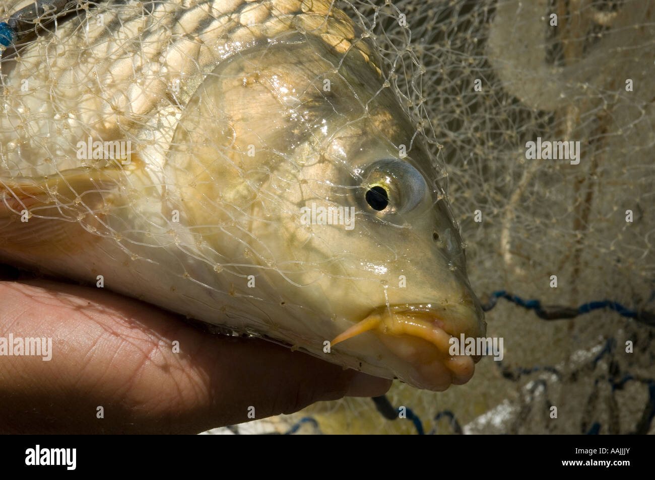 man holding Common carp on a fish farming, close-up Stock Photo - Alamy