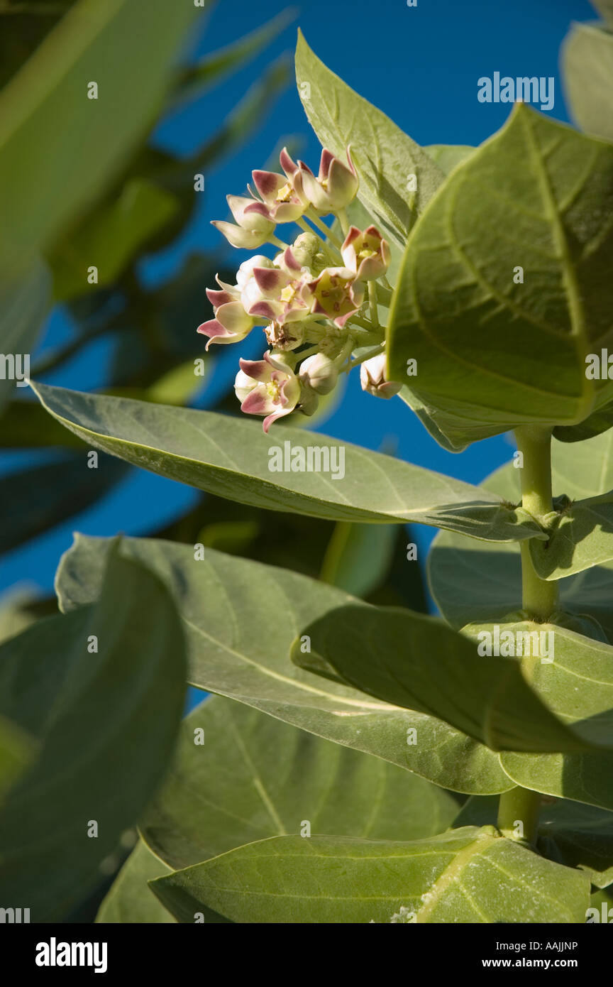 Cera vegetal hi-res stock photography and images - Alamy