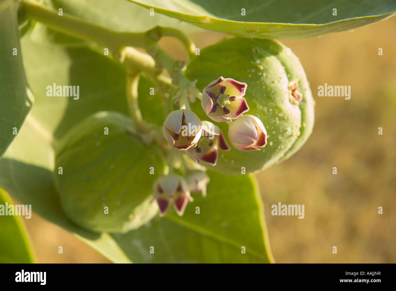 pé de cera plant, brazilian northeastern caatinga plant Stock Photo - Alamy