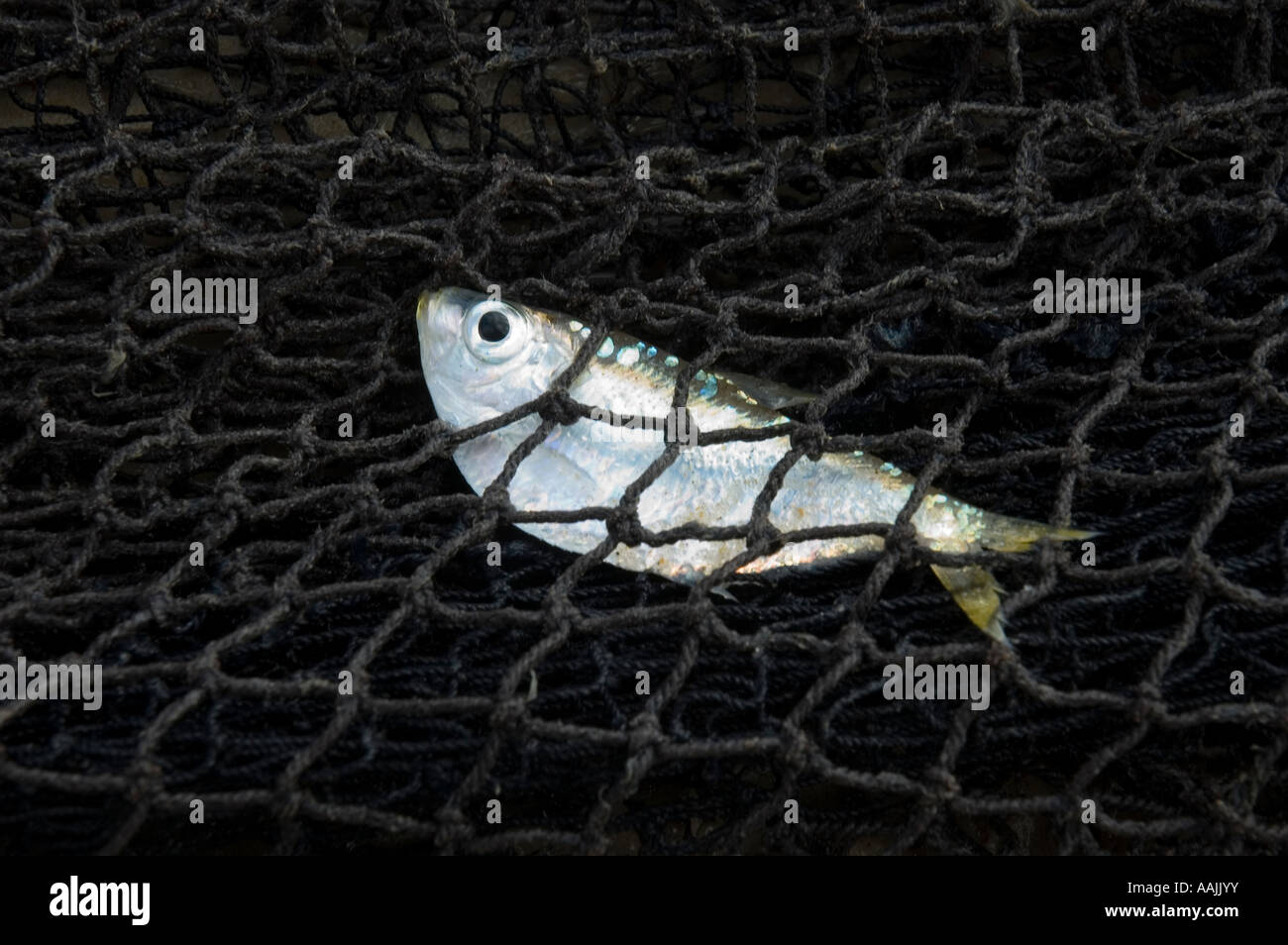 one little fish in a net Stock Photo - Alamy