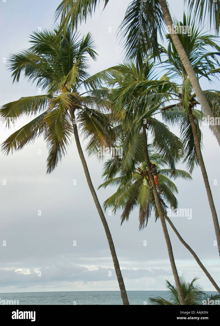 Man climbing up coconut tree hi-res stock photography and images - Alamy