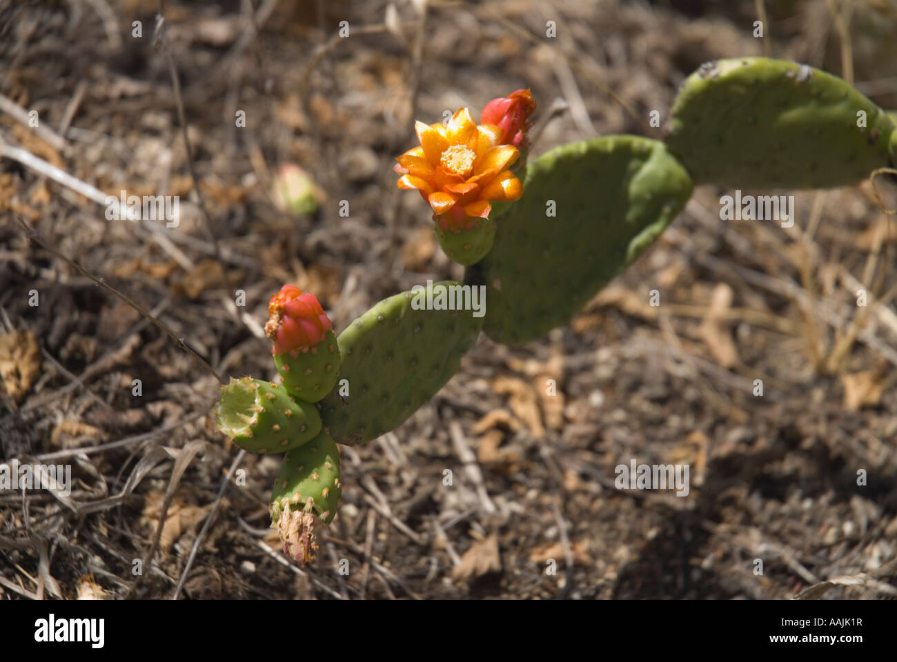 Caatinga flower hi-res stock photography and images - Alamy