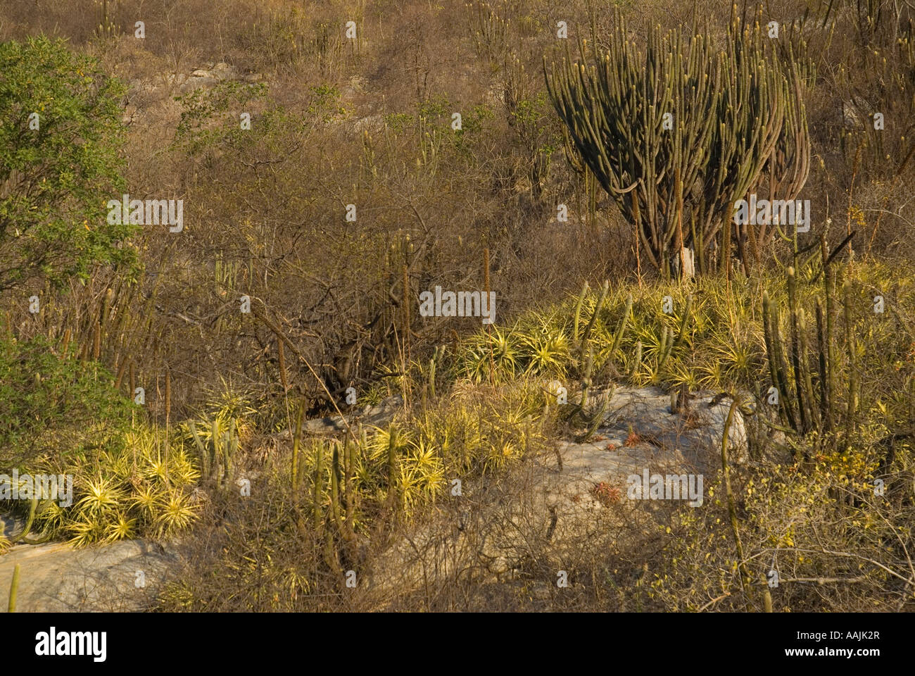 caatinga vegetation, semi-arid brazilian northeastern Stock Photo - Alamy
