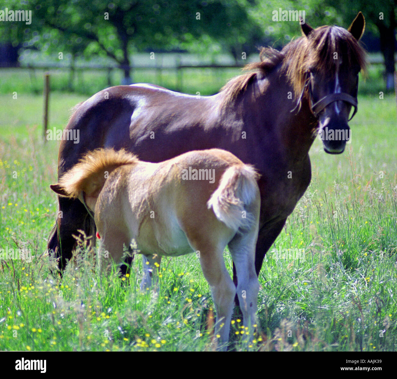 Colt playing hi-res stock photography and images - Alamy