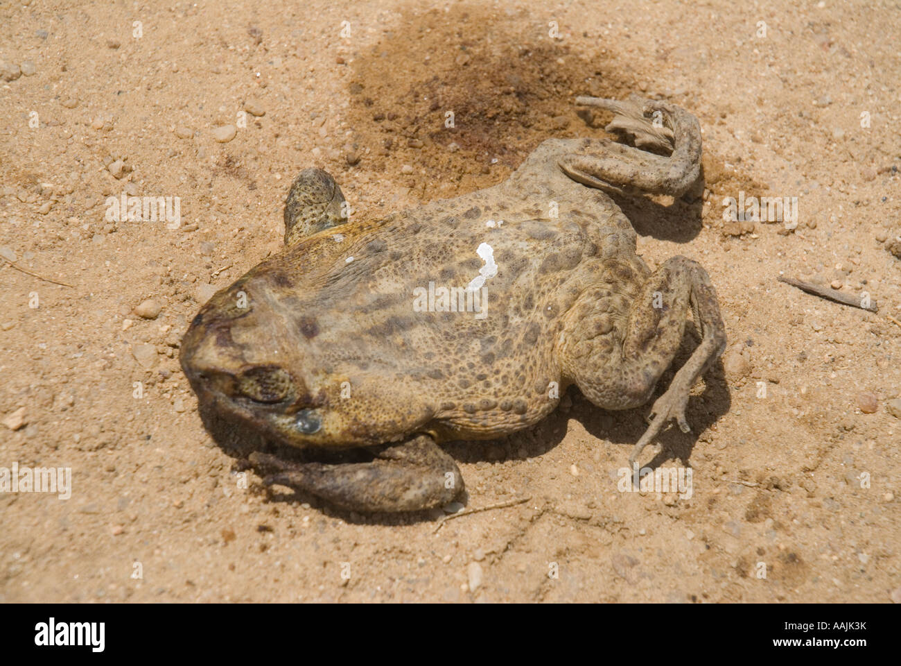 Desert frog in dirt hi-res stock photography and images - Alamy