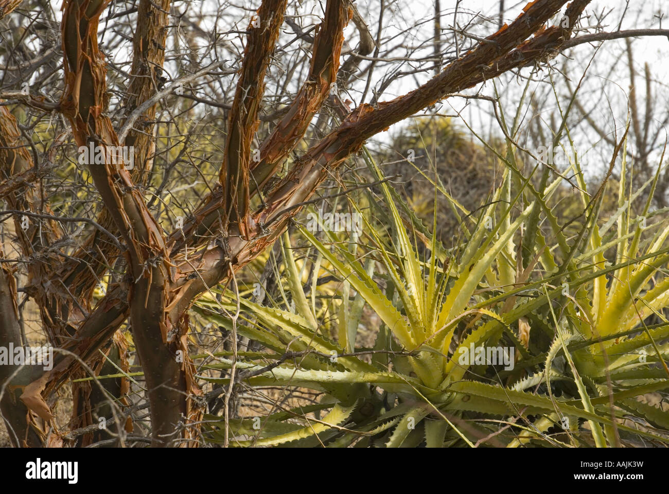 Caatinga brazil hi-res stock photography and images - Alamy