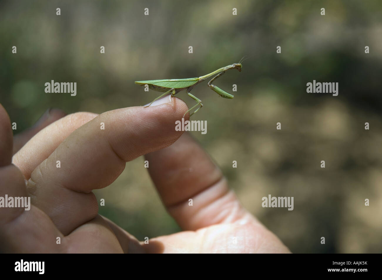 Mantodea on a human hand, A Praying Mantis Stands on a Person's Hand ...