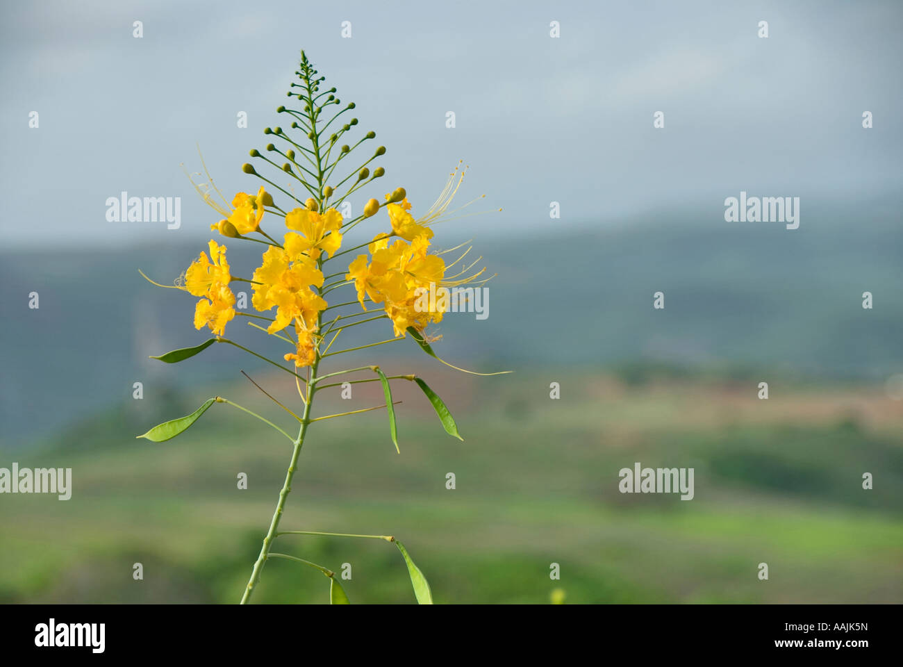 yellow peacock flower - Caesalpinia pulcherima (leguminosa Stock Photo ...