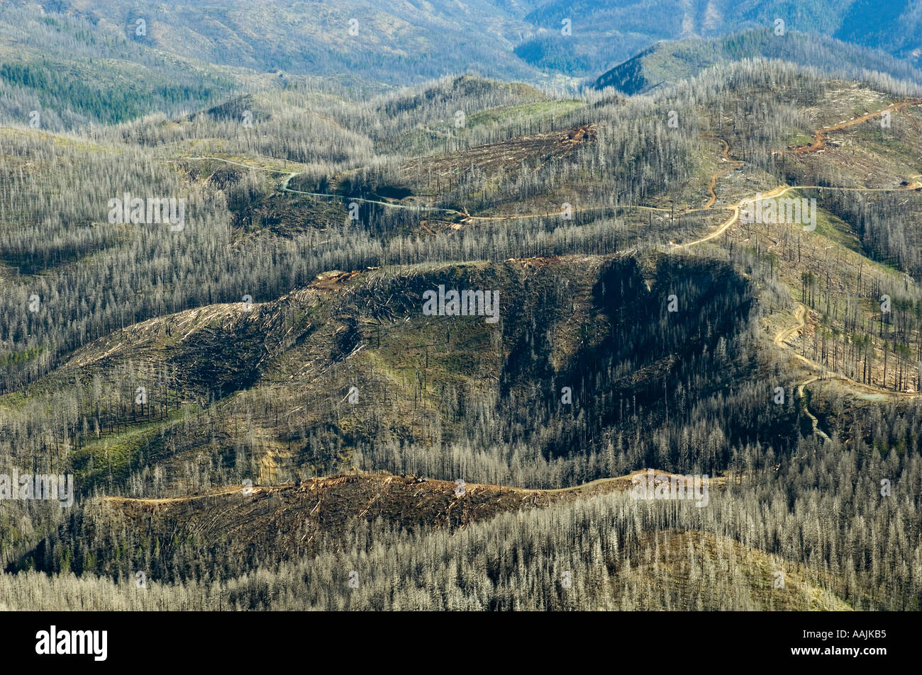 Logging operation hi-res stock photography and images - Alamy