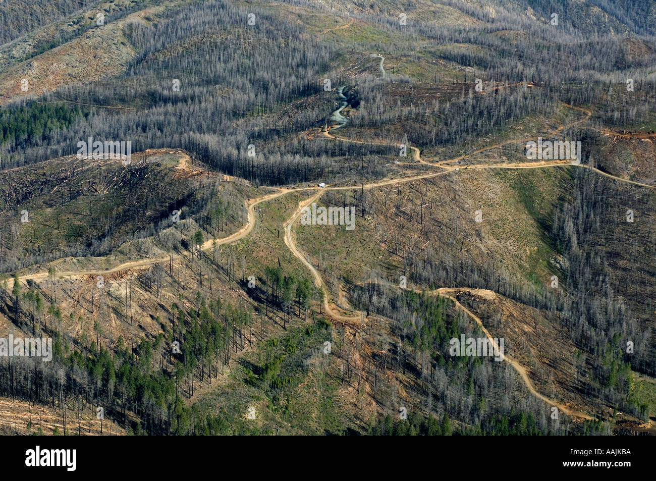 USA OREGON Siskiyou Mountains, KALMIOPSIS WILDERNESS, Remnants of ...