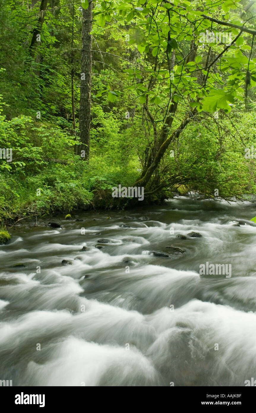 Endangered spawning hi-res stock photography and images - Alamy